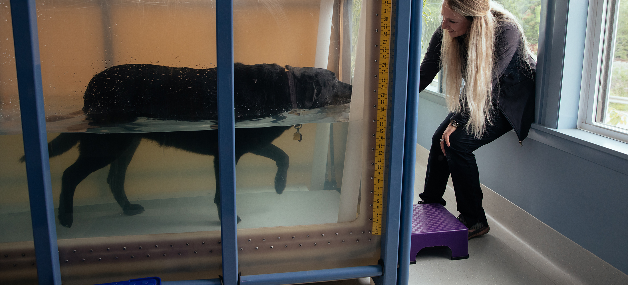 Post-Operative Rehabilitation - Veazie Veterinary Clinic