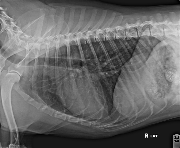 Pet Emergency & Surgery - Veazie Veterinary Clinic