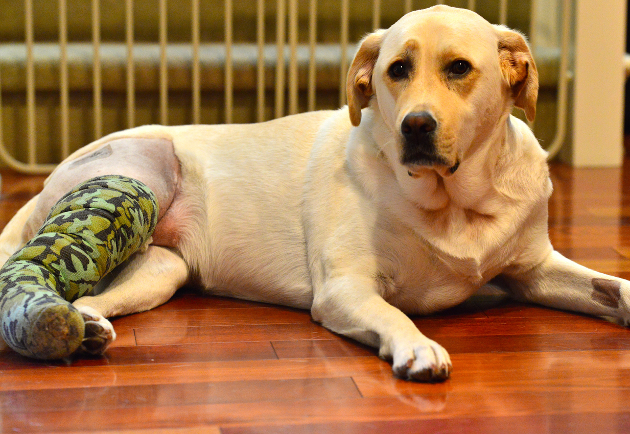 Dog TPLO Surgery and Recovery - Veazie Veterinary Clinic