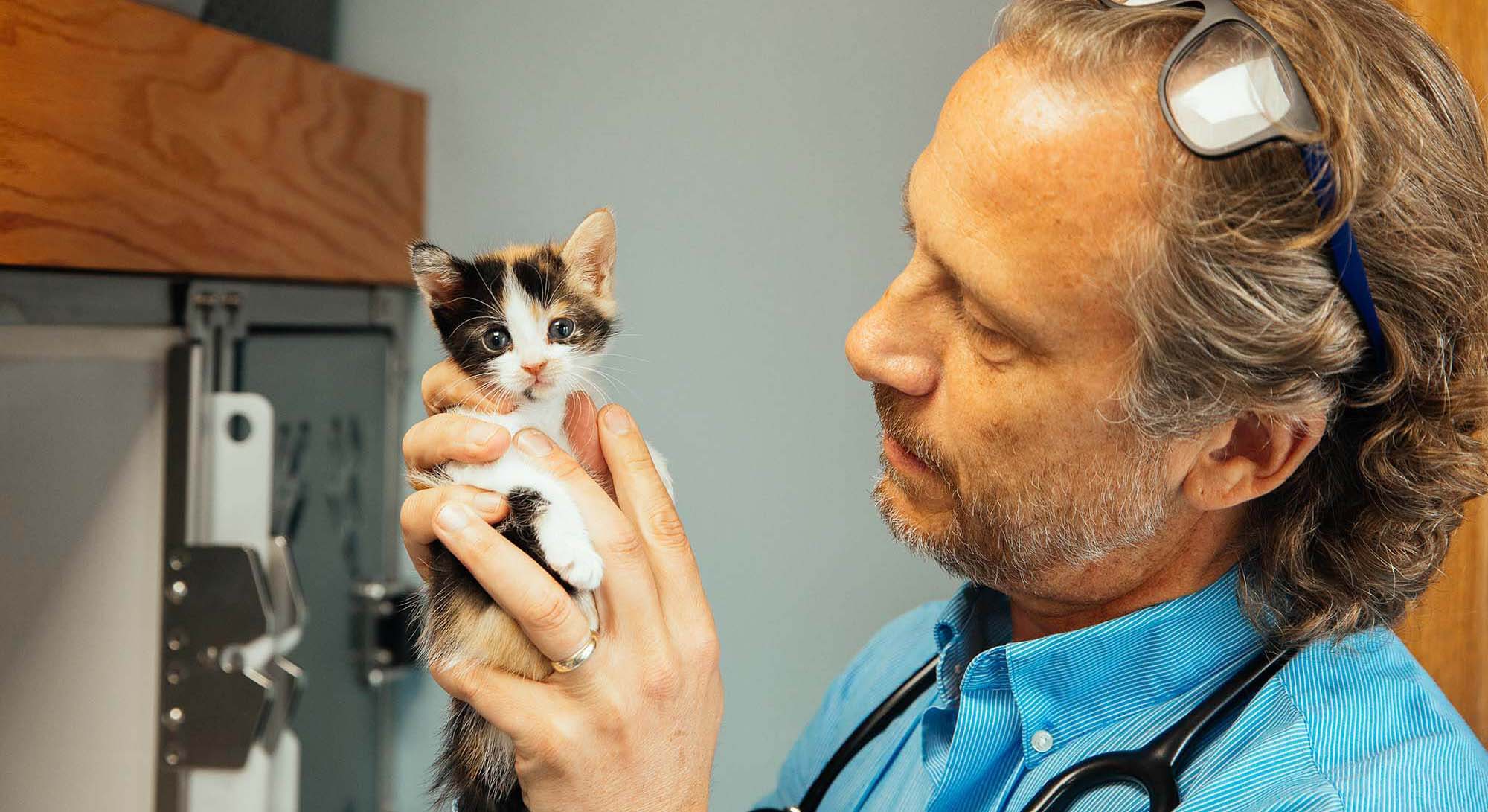 Feline & Canine Vaccinations - Veazie Veterinary Clinic