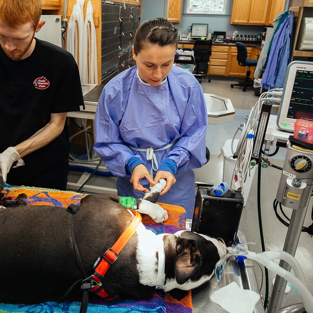 Pet Emergency & Surgery - Veazie Veterinary Clinic