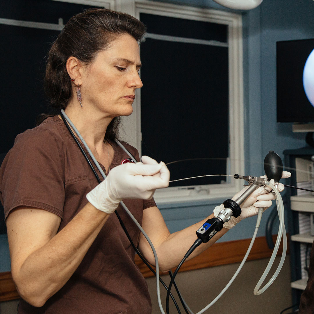 Pet Endoscopy and Laparoscopy in Bangor, ME | Veazie Veterinary Clinic