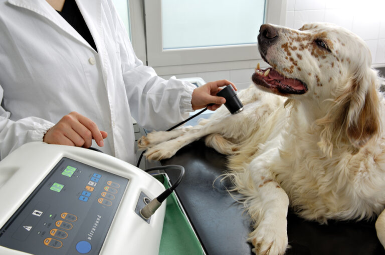 Dog Echocardiograms: What to Expect - Veazie Veterinary Clinic